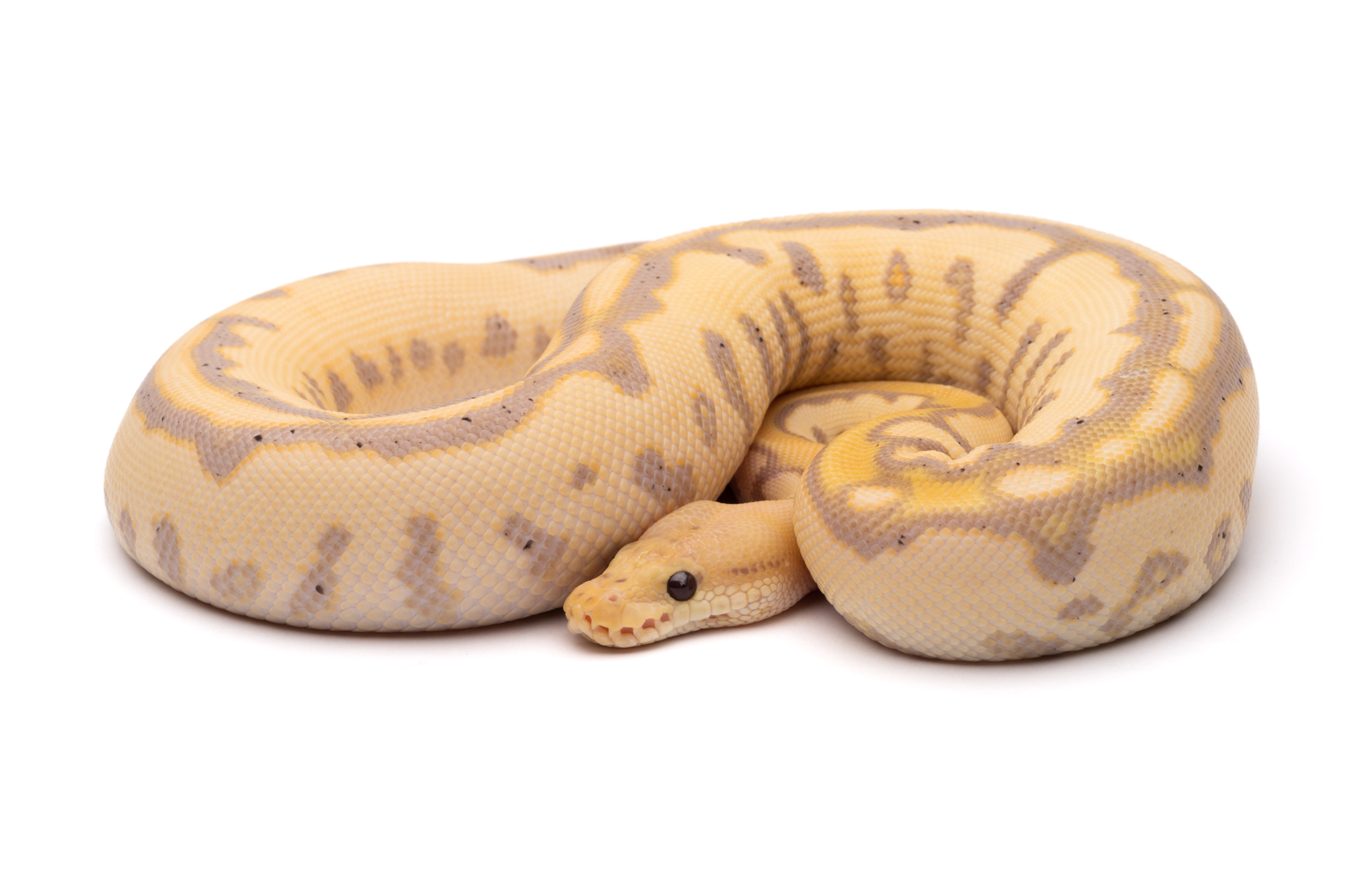 Konomichi | Ballpython Breeder's Shop