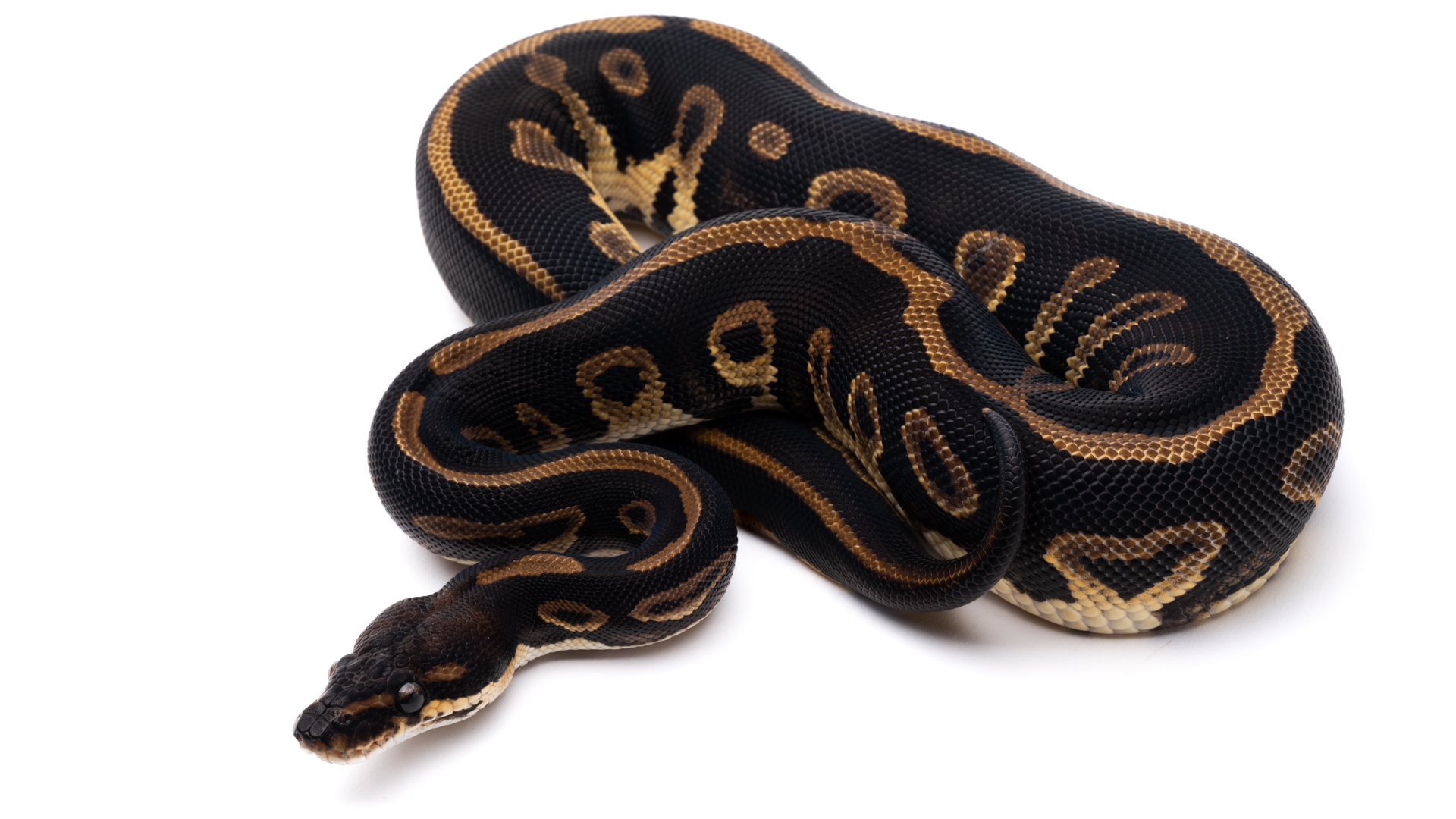 Konomichi | Ballpython Breeder's Shop